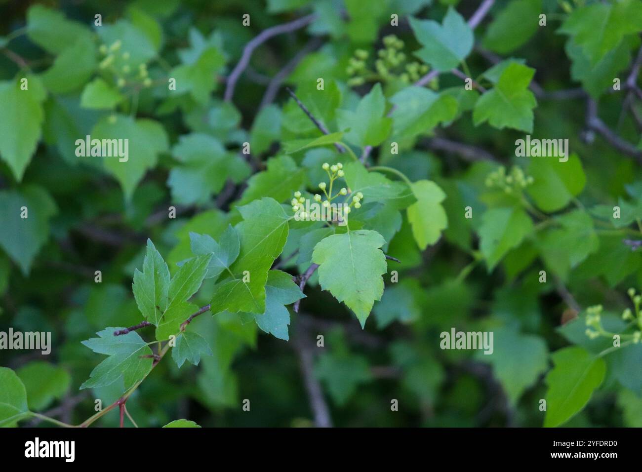 Amur Maple (Acer ginnala Stock Photo - Alamy