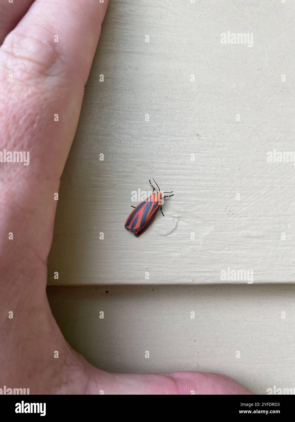 Scarlet-winged Lichen Moth (Hypoprepia miniata Stock Photo - Alamy