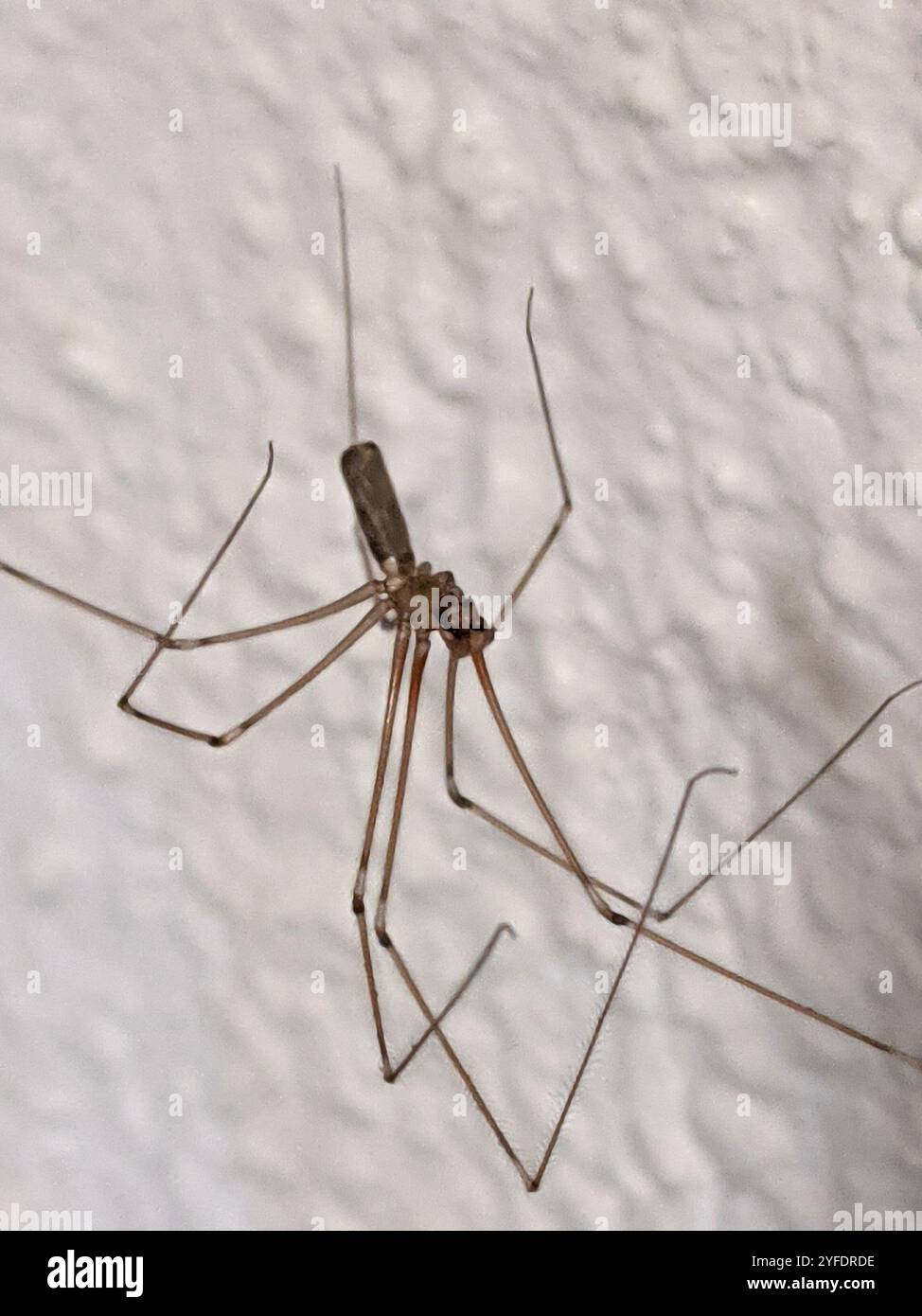 Long-bodied Cellar Spider (Pholcus phalangioides Stock Photo - Alamy