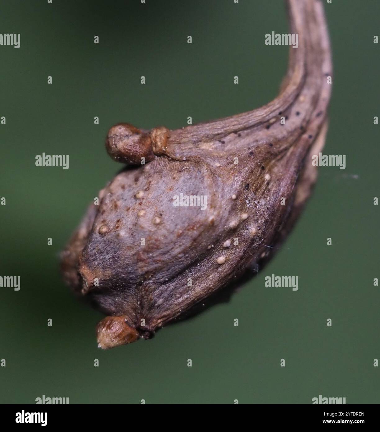 white oak club gall wasp (Callirhytis clavula Stock Photo - Alamy