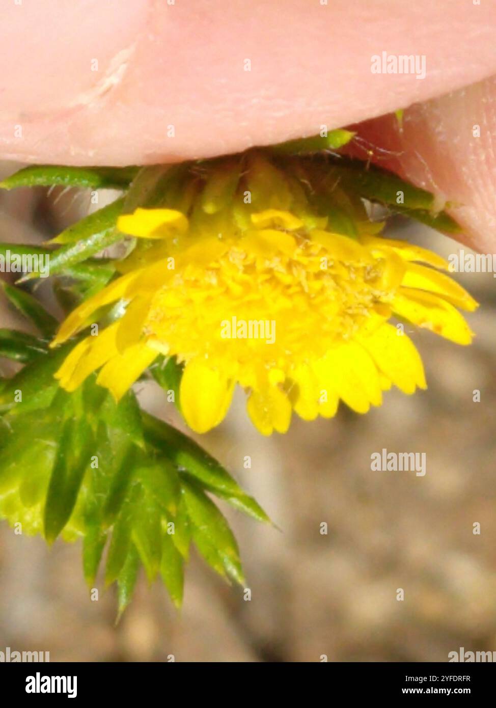 smooth tarplant (Centromadia pungens laevis Stock Photo - Alamy