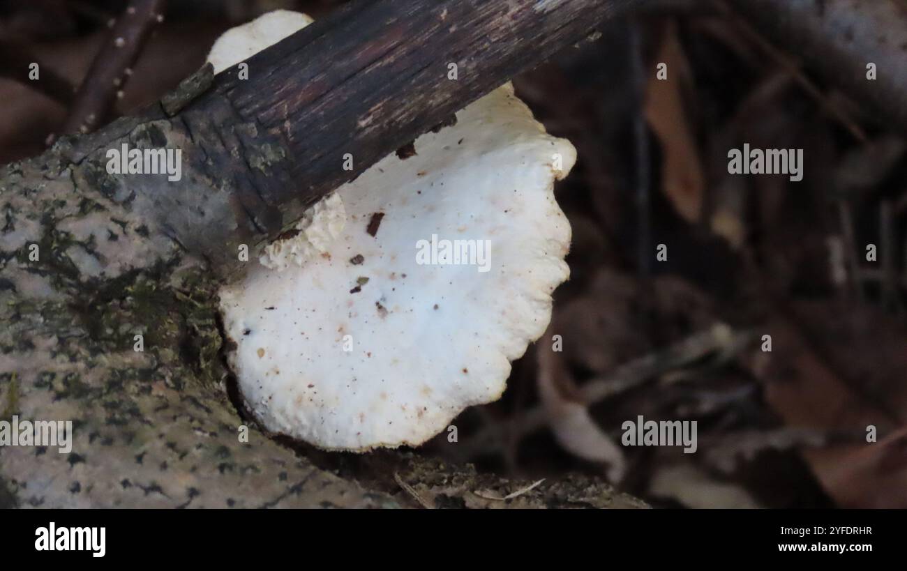 hexagonal-pored polypore (Neofavolus alveolaris Stock Photo - Alamy