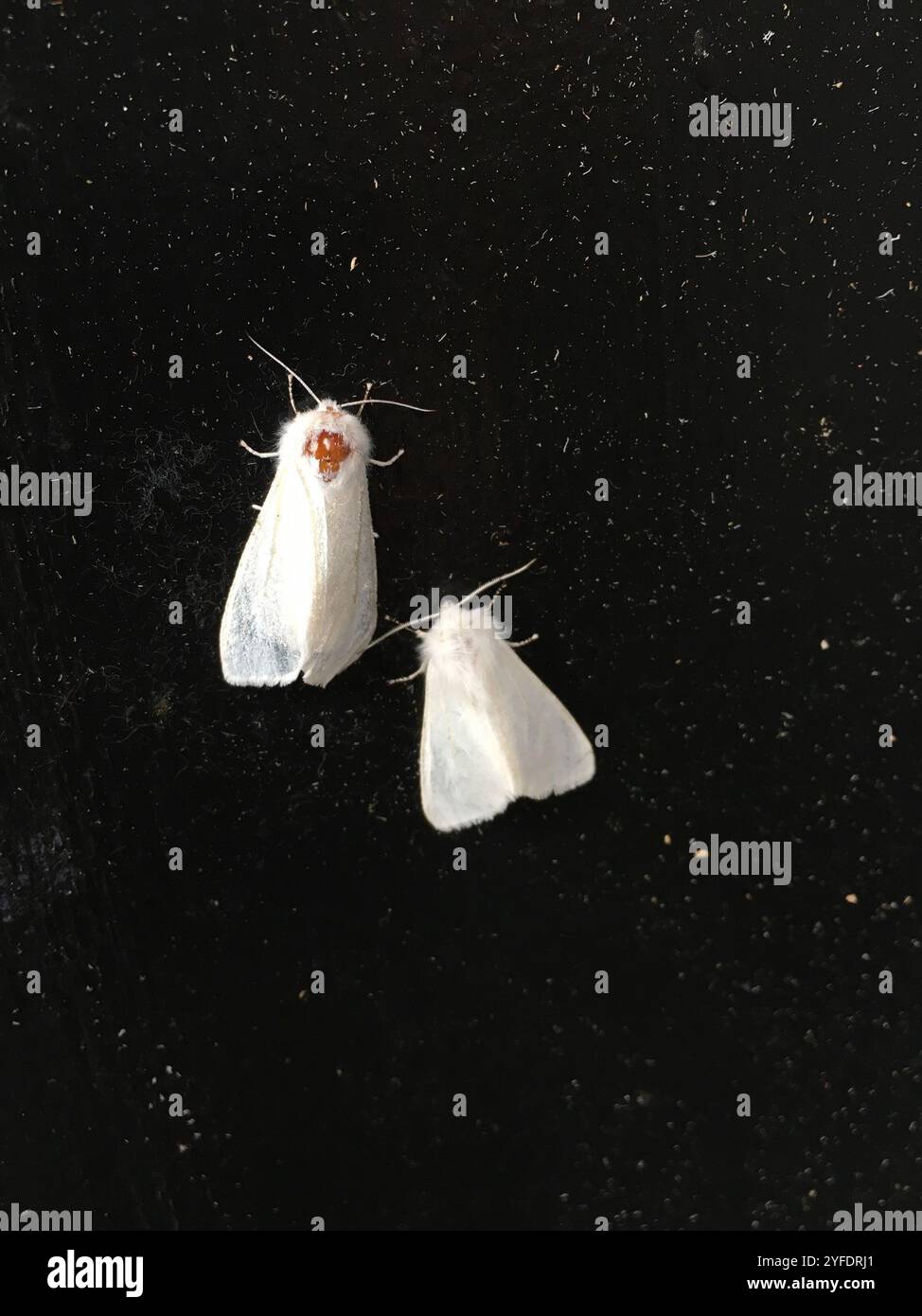 Fall webworm moth hi-res stock photography and images - Alamy