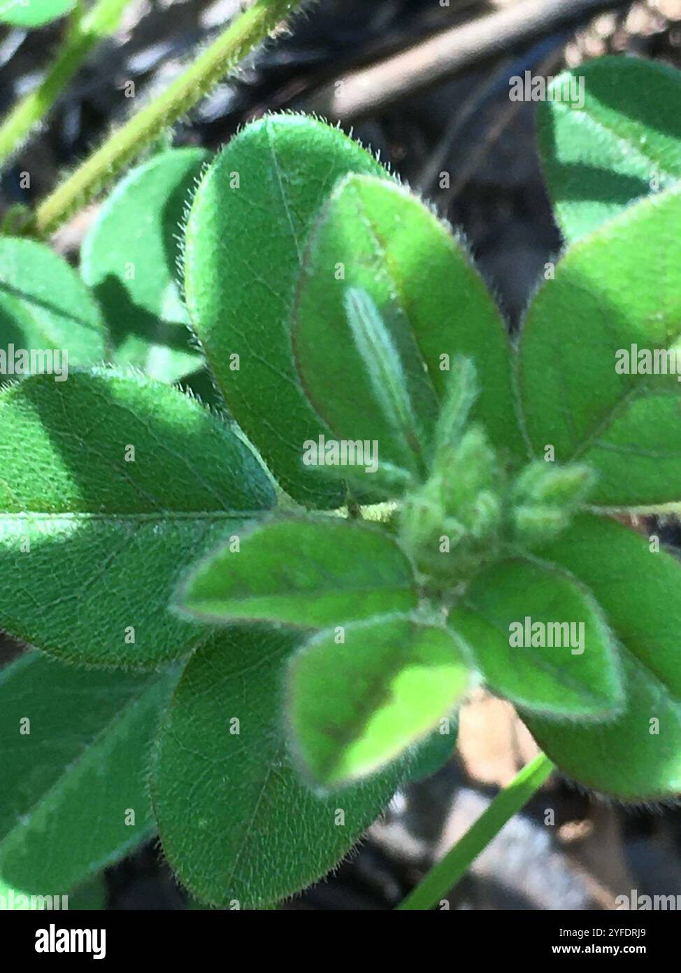Little-leaf Tick-clover (Desmodium ciliare Stock Photo - Alamy