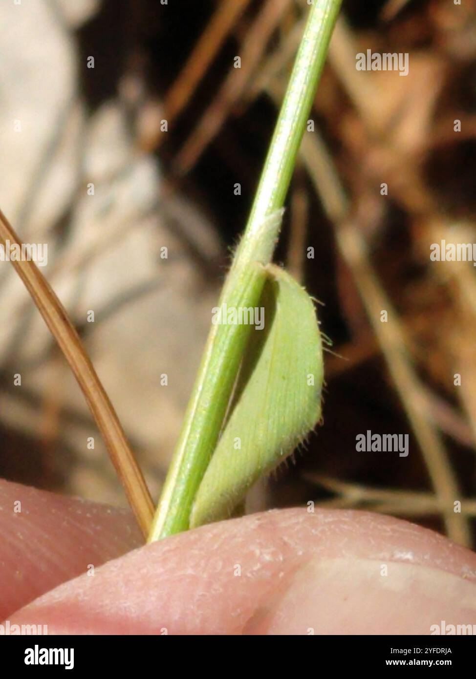 purple false-brome (Brachypodium distachyon Stock Photo - Alamy