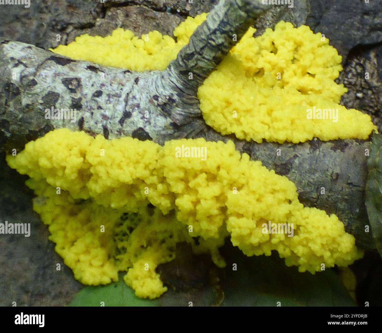 Dog Vomit Slime Mold (Fuligo septica Stock Photo - Alamy