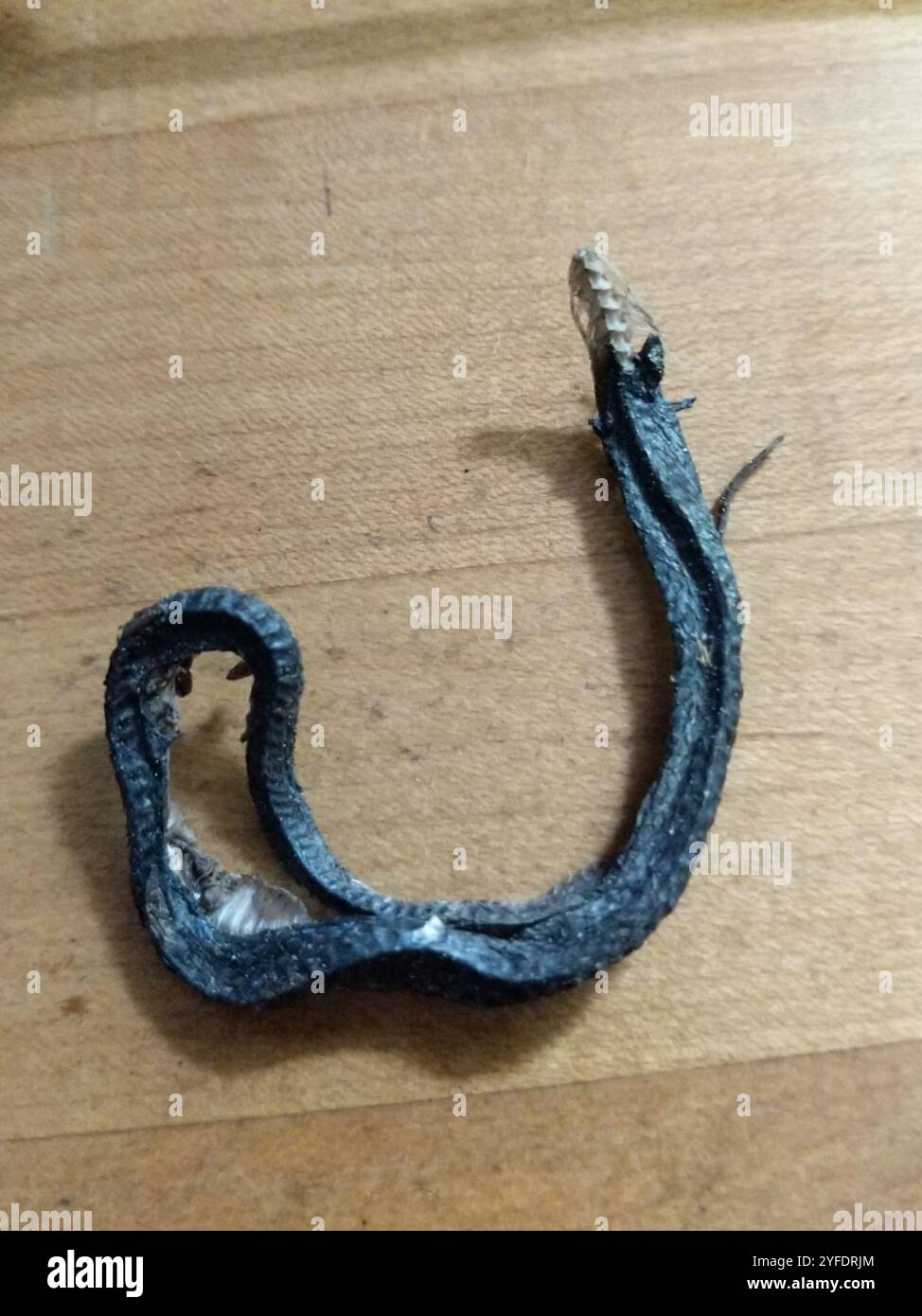 Colubrid Snakes (Colubridae Stock Photo - Alamy