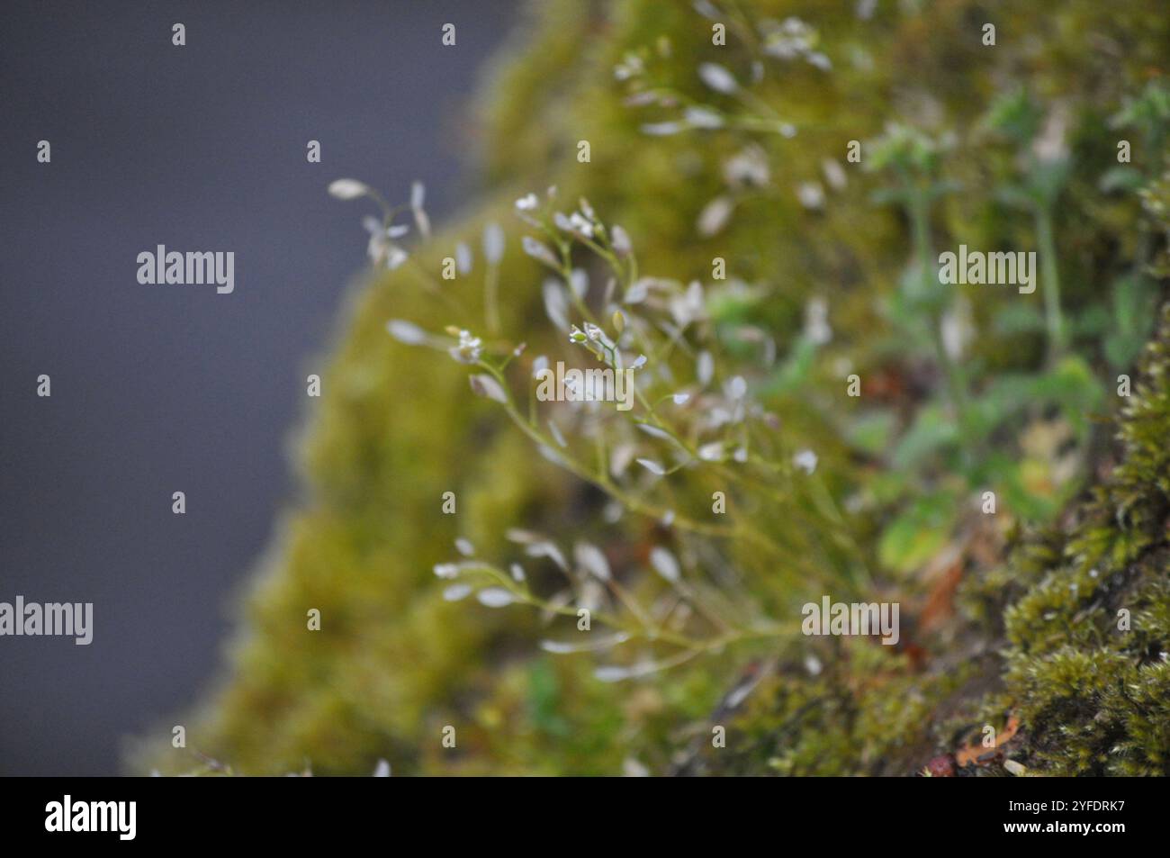 Common Whitlowgrass (Draba verna Stock Photo - Alamy