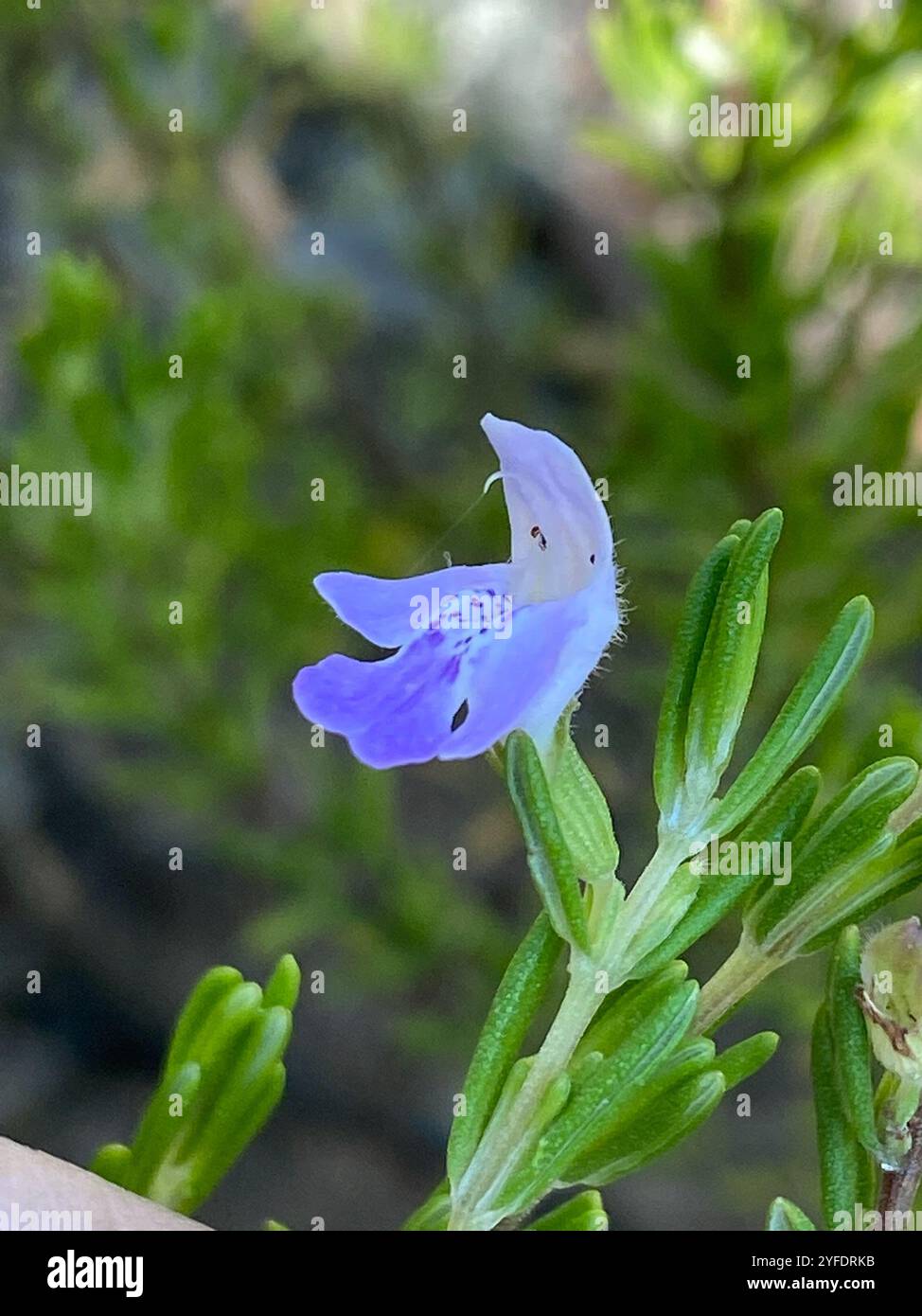 Conradina canescens hi-res stock photography and images - Alamy