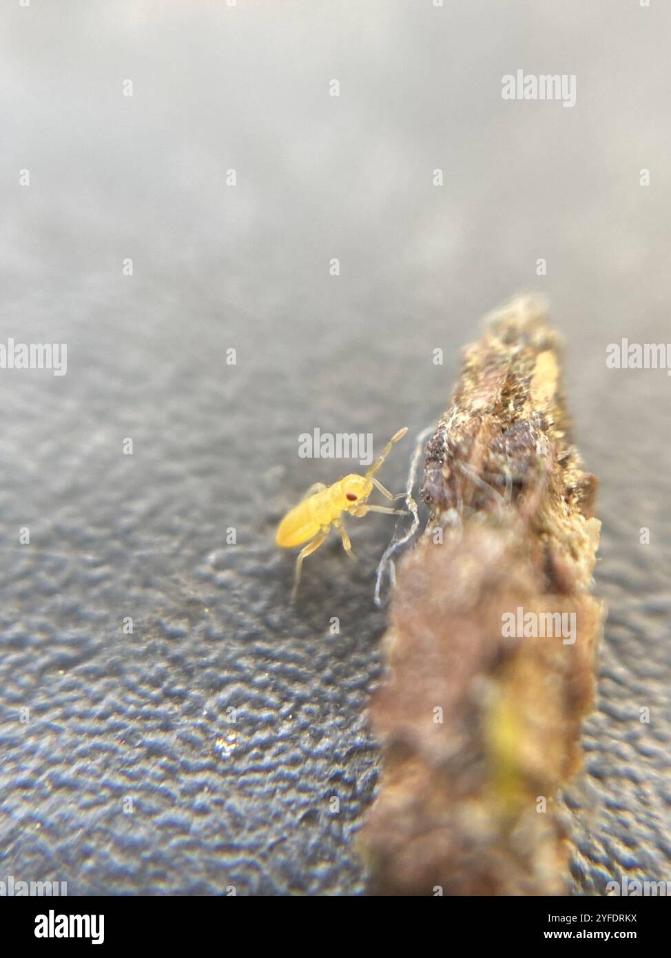 True Bugs (Heteroptera Stock Photo - Alamy