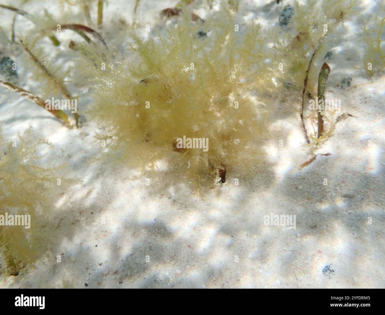 red algae (Rhodophyta Stock Photo - Alamy