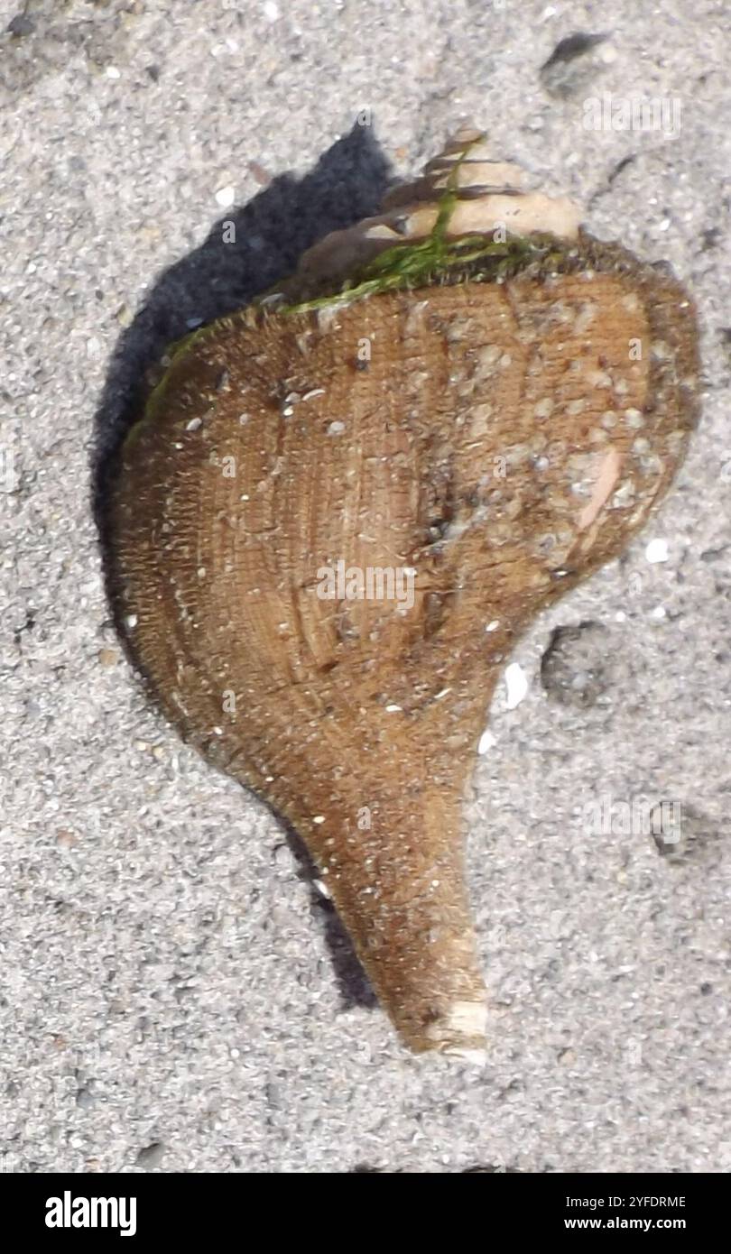 Channeled Whelk (Busycotypus canaliculatus Stock Photo - Alamy