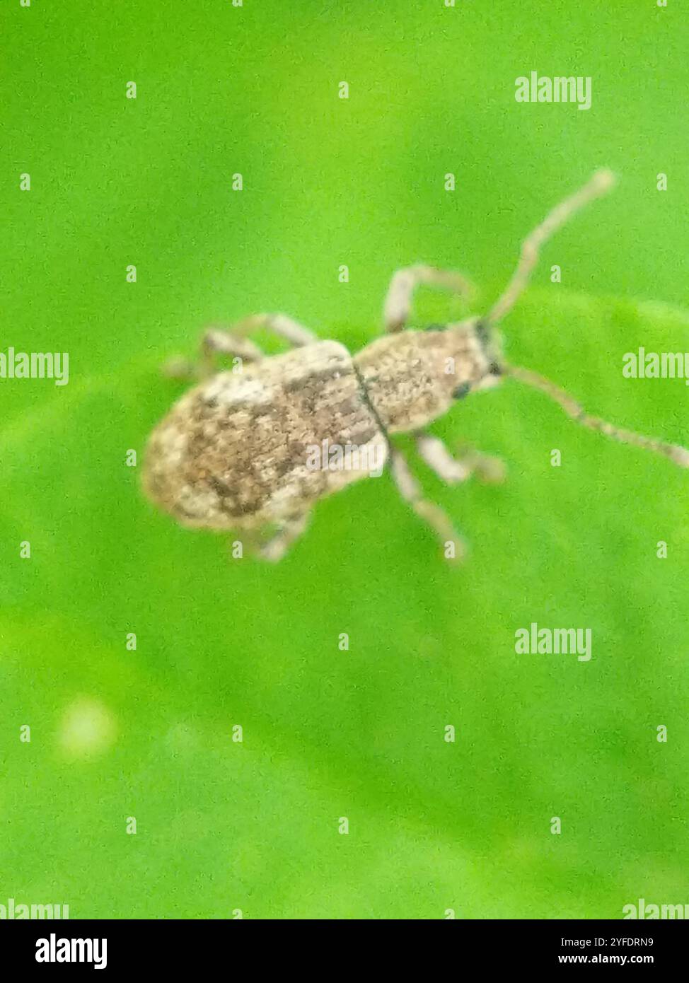 Peach Root Weevil (Pseudoedophrys hilleri Stock Photo - Alamy