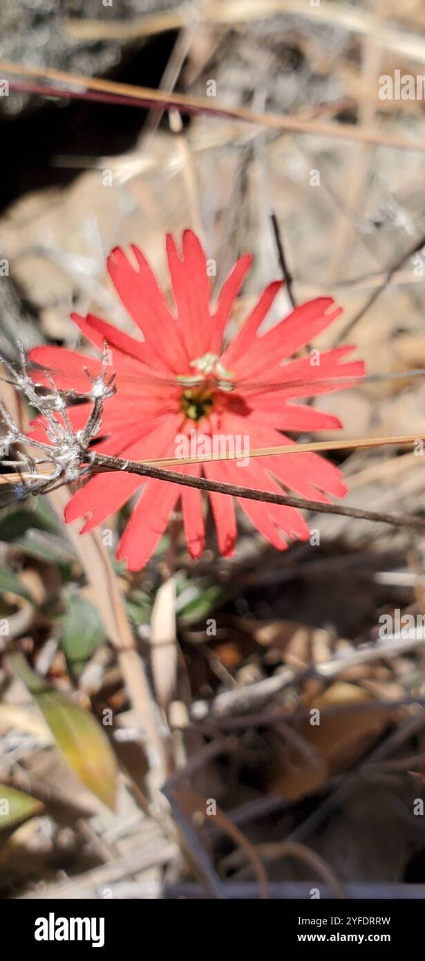 cardinal catchfly (Silene laciniata Stock Photo - Alamy