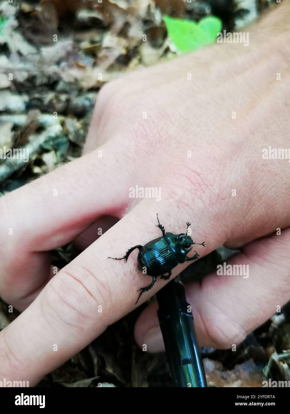 Minotaur Beetle (Typhaeus typhoeus Stock Photo - Alamy