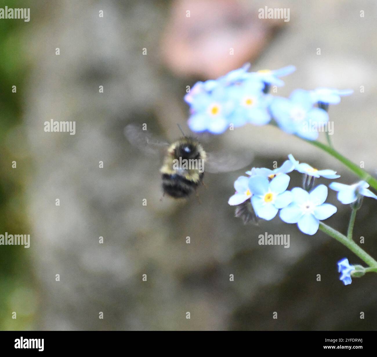 Sitka Bumble Bee (Bombus sitkensis Stock Photo - Alamy