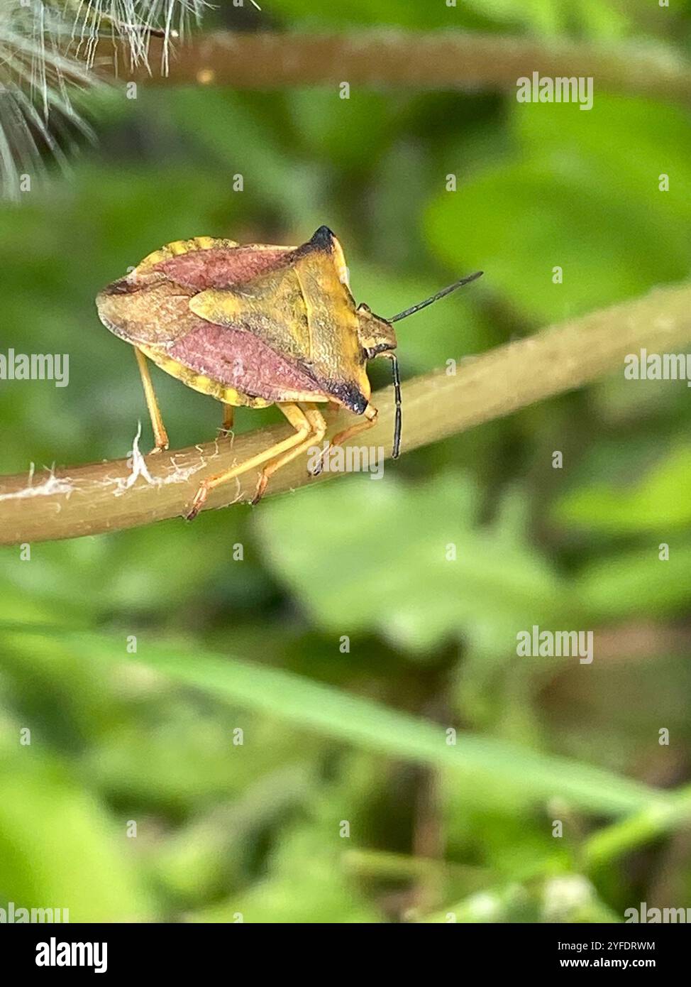 northern fruit bug (Carpocoris fuscispinus Stock Photo - Alamy