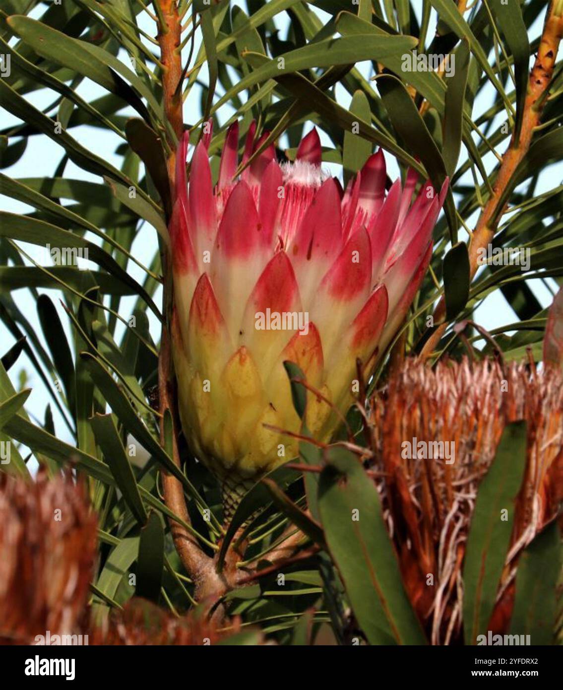 Protea repens hi-res stock photography and images - Alamy