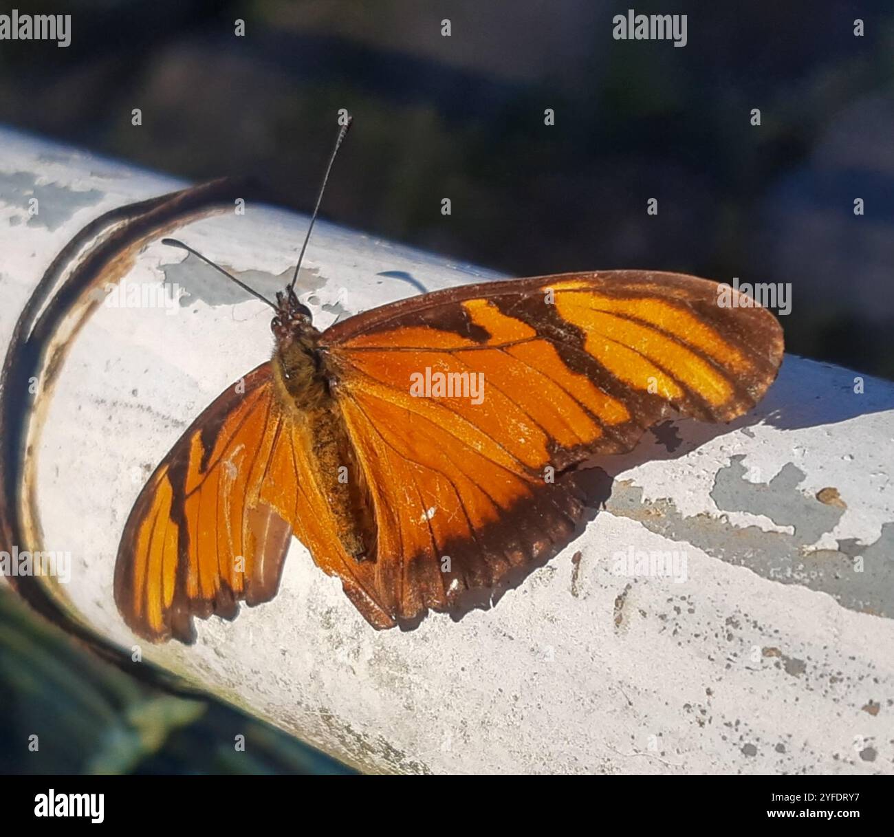 (Dione juno juno Stock Photo - Alamy