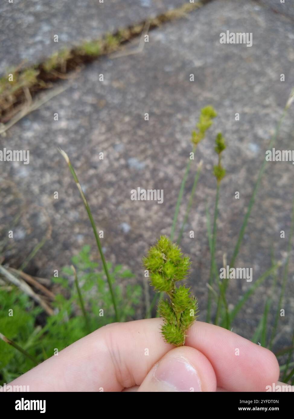 green-sheathed sedge (Carex feta Stock Photo - Alamy