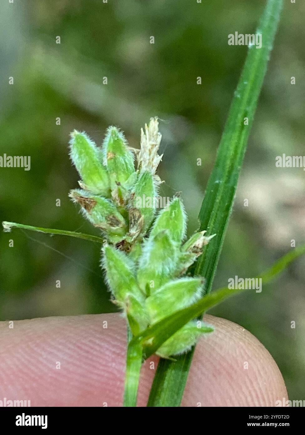 Sandy Woods Sedge (Carex dasycarpa Stock Photo - Alamy