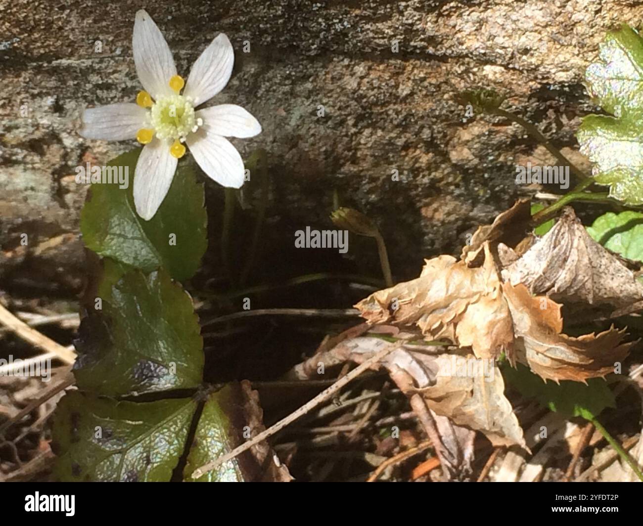 threeleaf goldthread (Coptis trifolia Stock Photo - Alamy