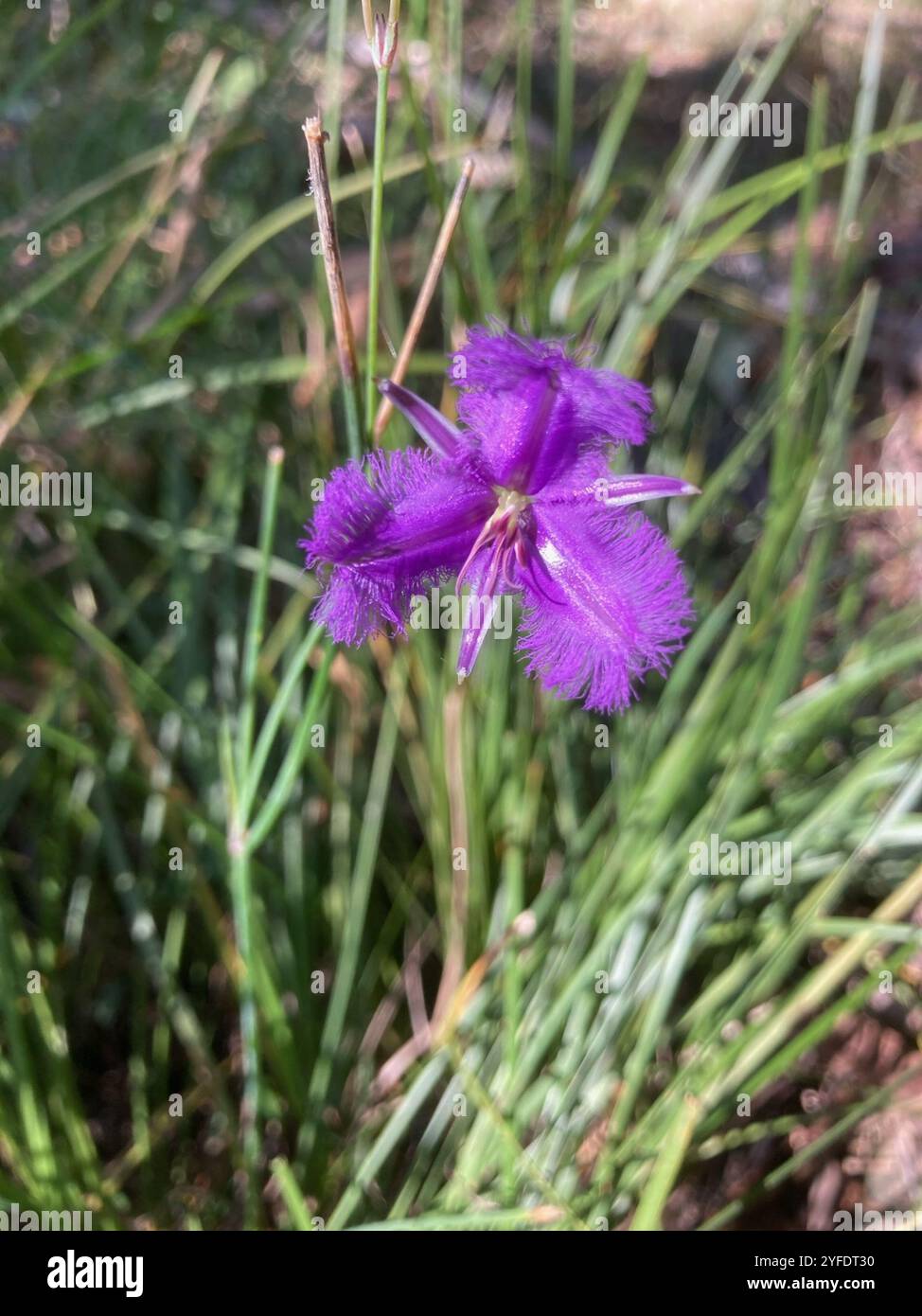 Common Fringe-lily (Thysanotus tuberosus Stock Photo - Alamy