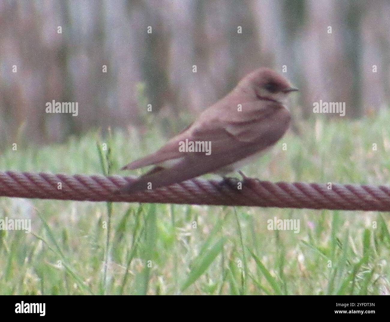Northern Rough-winged Swallow (Stelgidopteryx serripennis Stock Photo ...