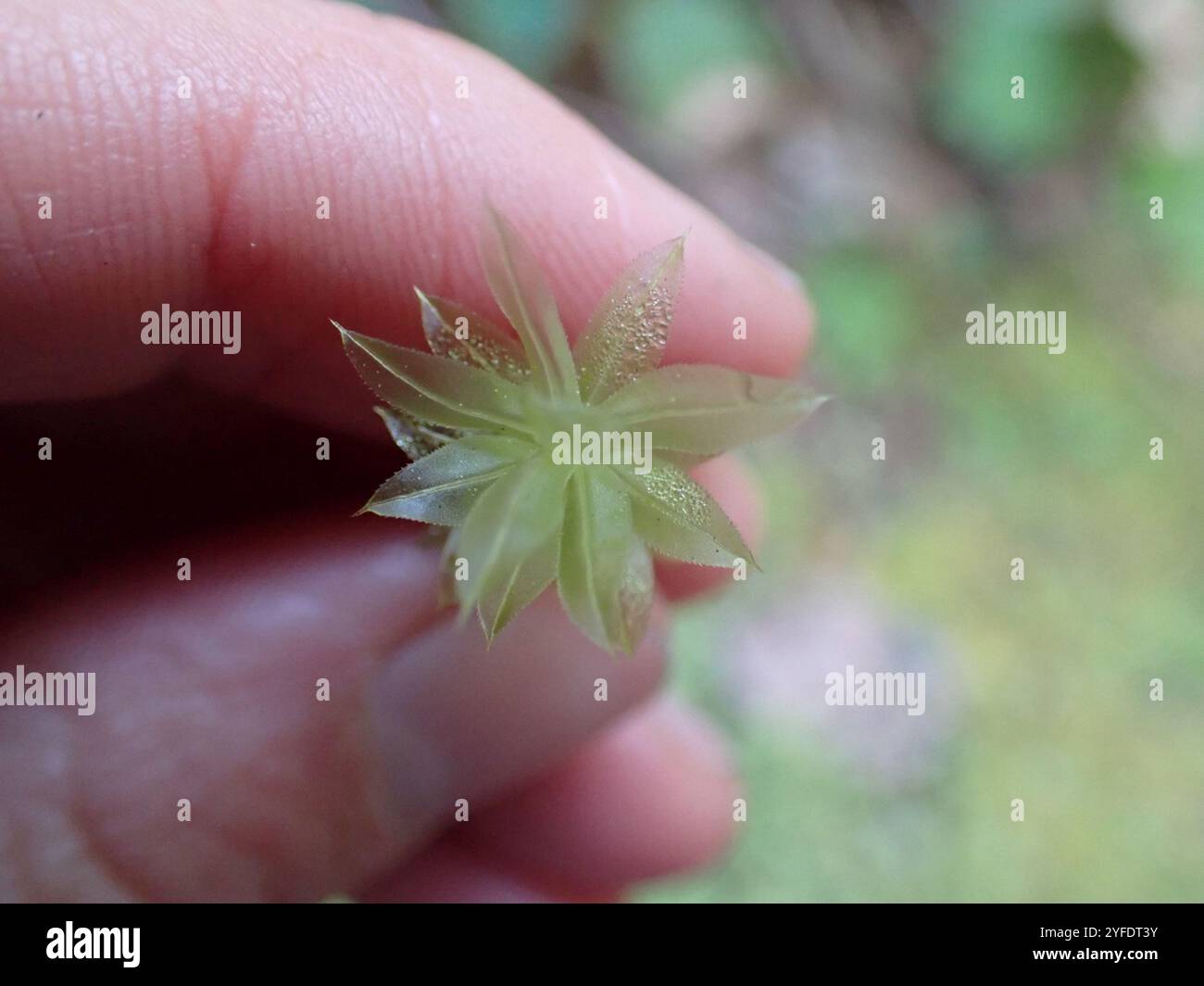 Thyme and Allied Mosses (Plagiomnium Stock Photo - Alamy