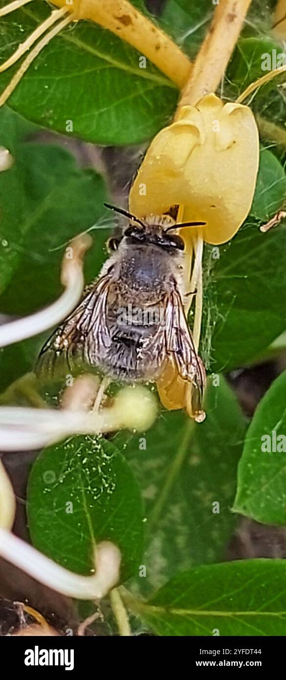 Common digger bees hi-res stock photography and images - Alamy