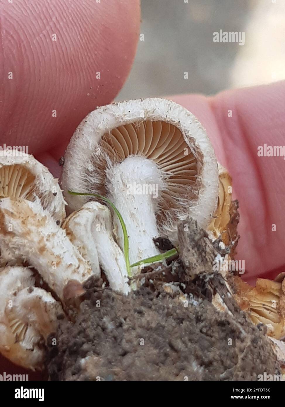 sticky scalycap (Pholiota gummosa Stock Photo - Alamy