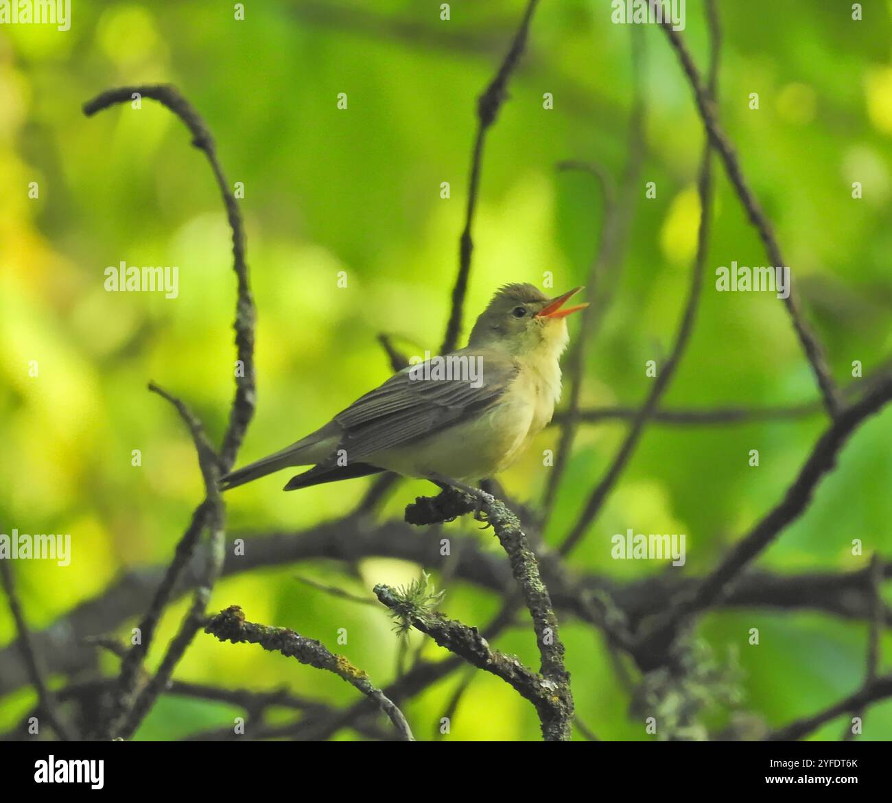 Icterine Warbler (Hippolais icterina Stock Photo - Alamy