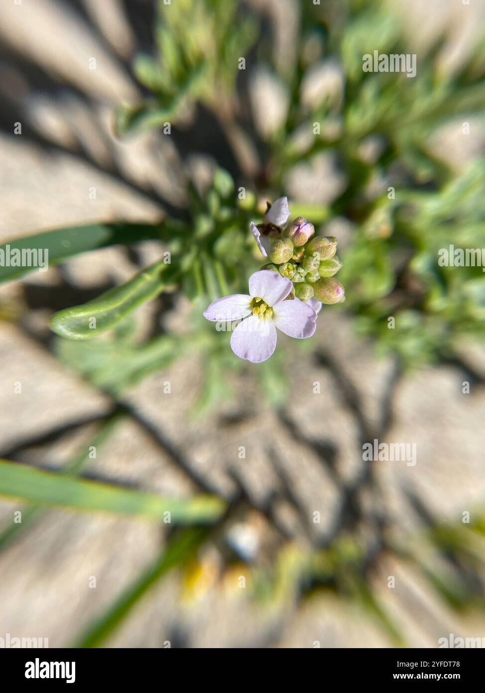 European Searocket (Cakile maritima Stock Photo - Alamy
