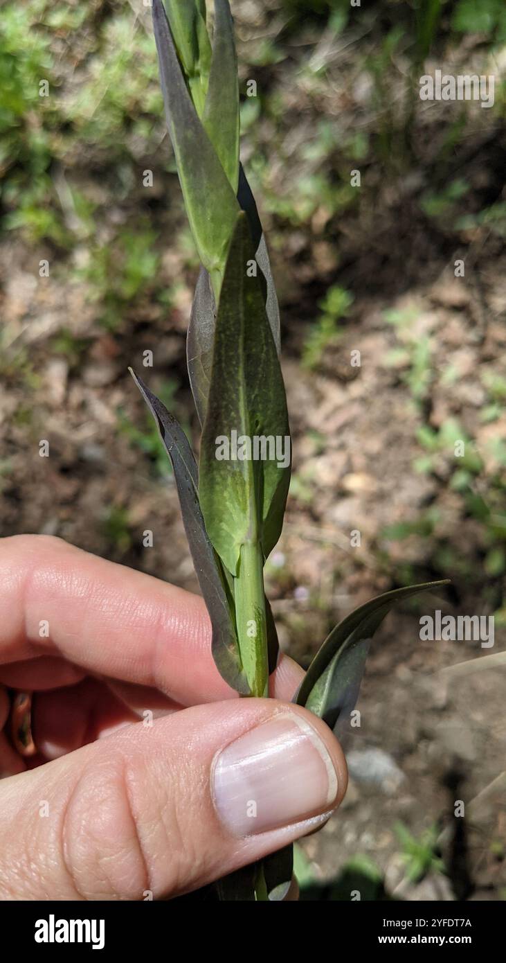 Tower Mustard (Turritis glabra Stock Photo - Alamy