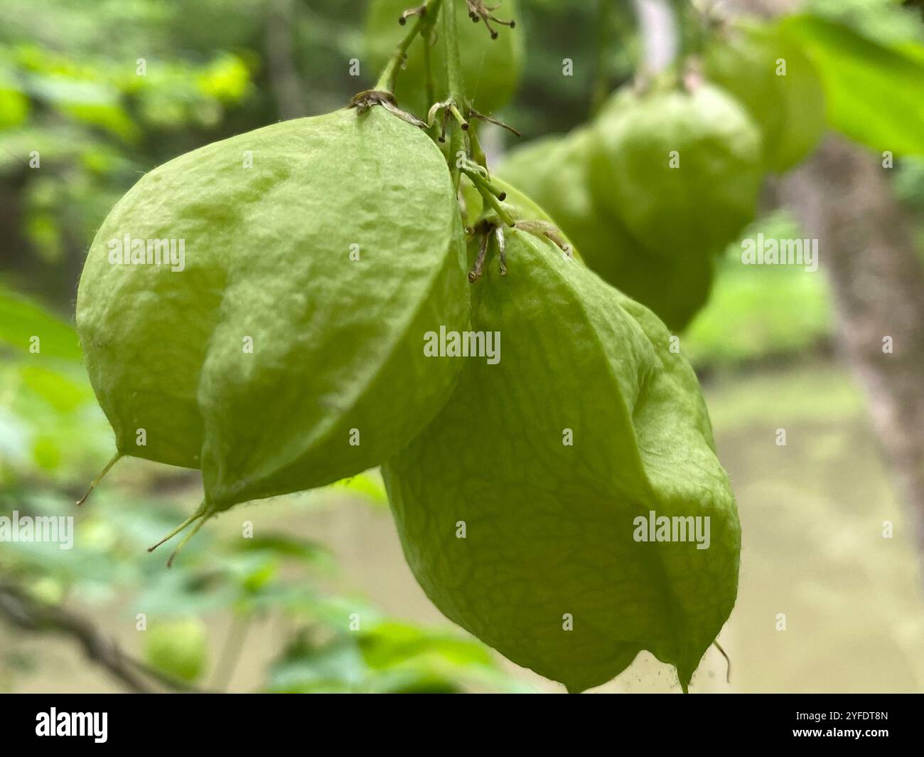 American bladdernut (Staphylea trifolia Stock Photo - Alamy