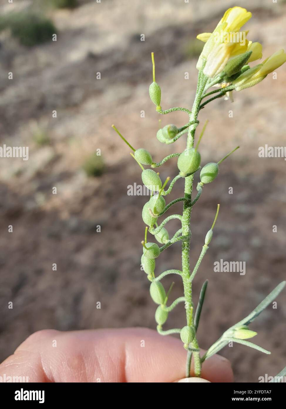 Straight Bladderpod (Physaria rectipes Stock Photo - Alamy