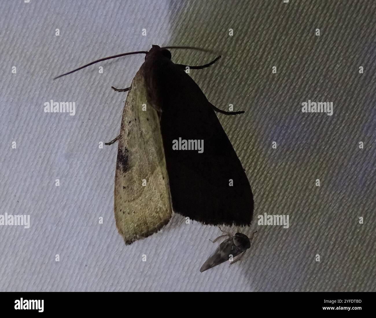 Wedgling Moth (Galgula partita Stock Photo - Alamy