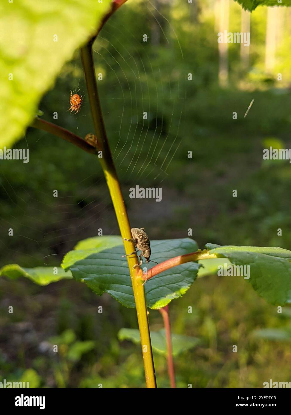 Angulate and Roundshouldered Orbweavers (Araneus Stock Photo - Alamy