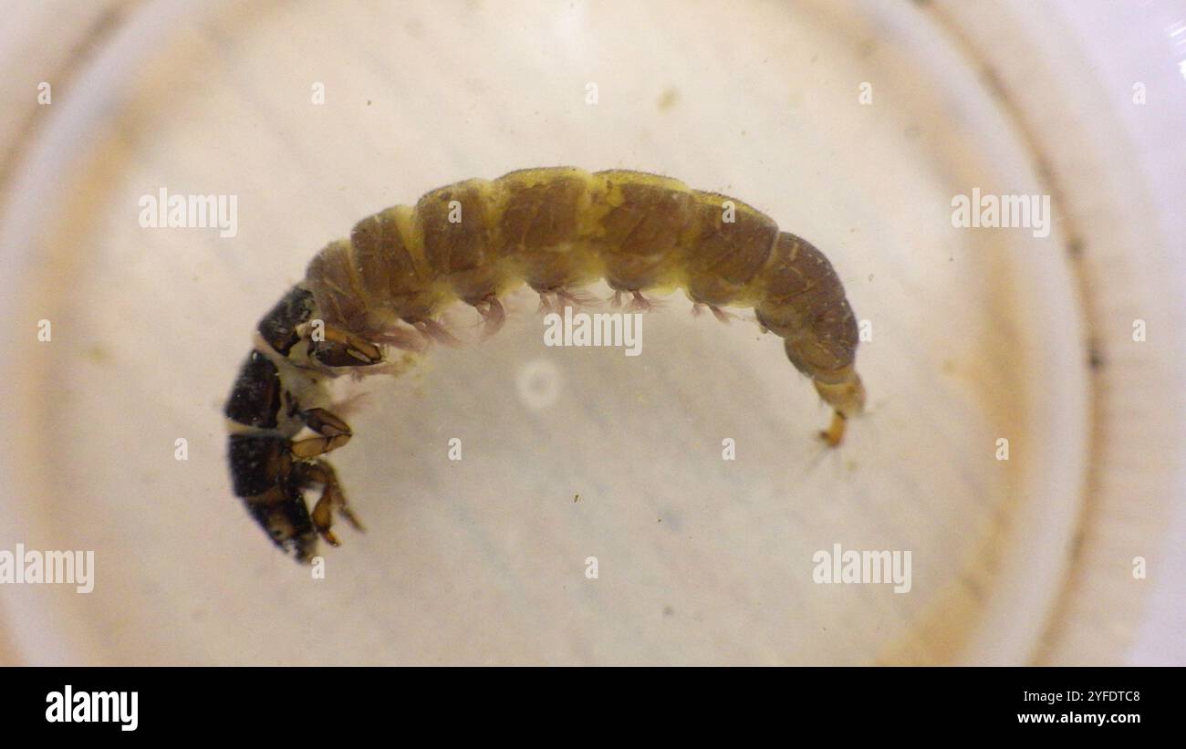 Net-spinning Caddisflies (Hydropsychidae Stock Photo - Alamy