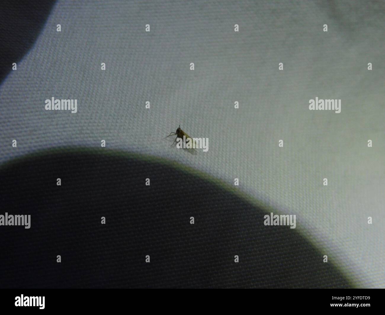 Delphacid planthoppers hi-res stock photography and images - Alamy