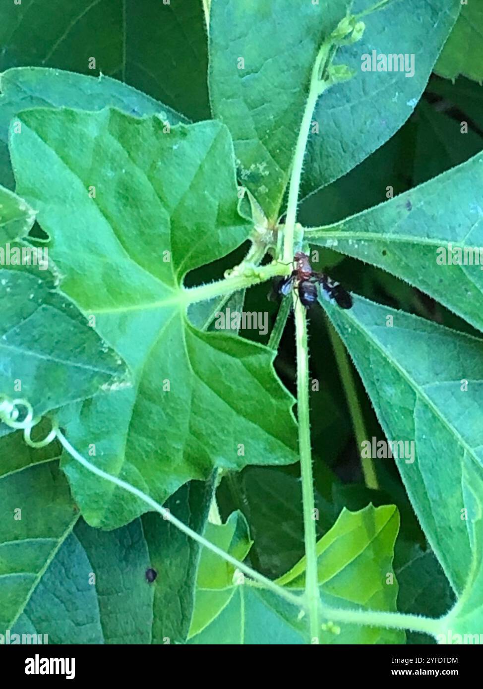 Common Picture-winged Fly (Delphinia picta Stock Photo - Alamy