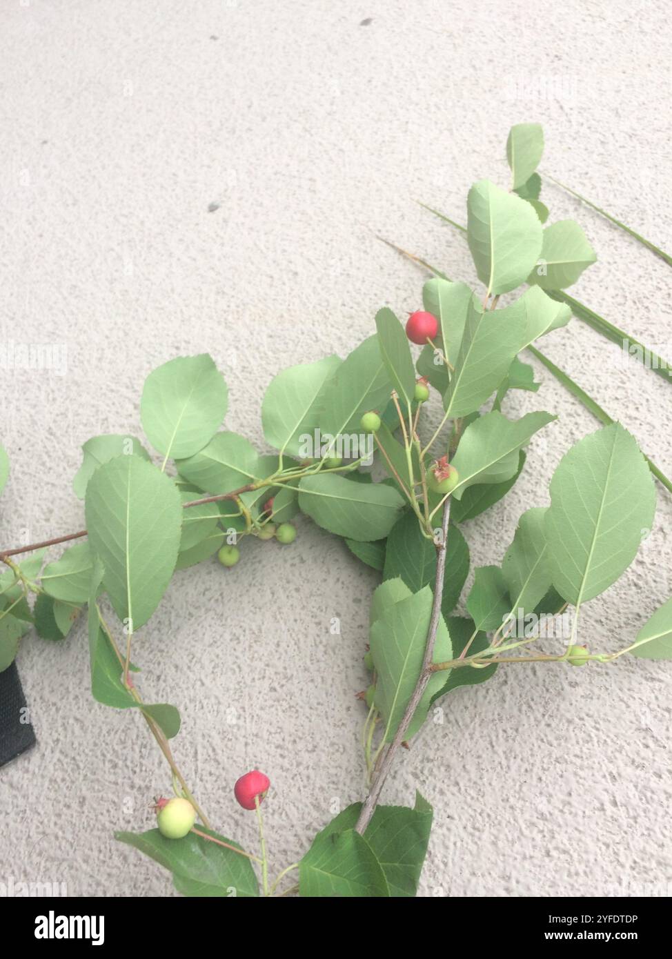 Running Serviceberry (Amelanchier stolonifera Stock Photo - Alamy
