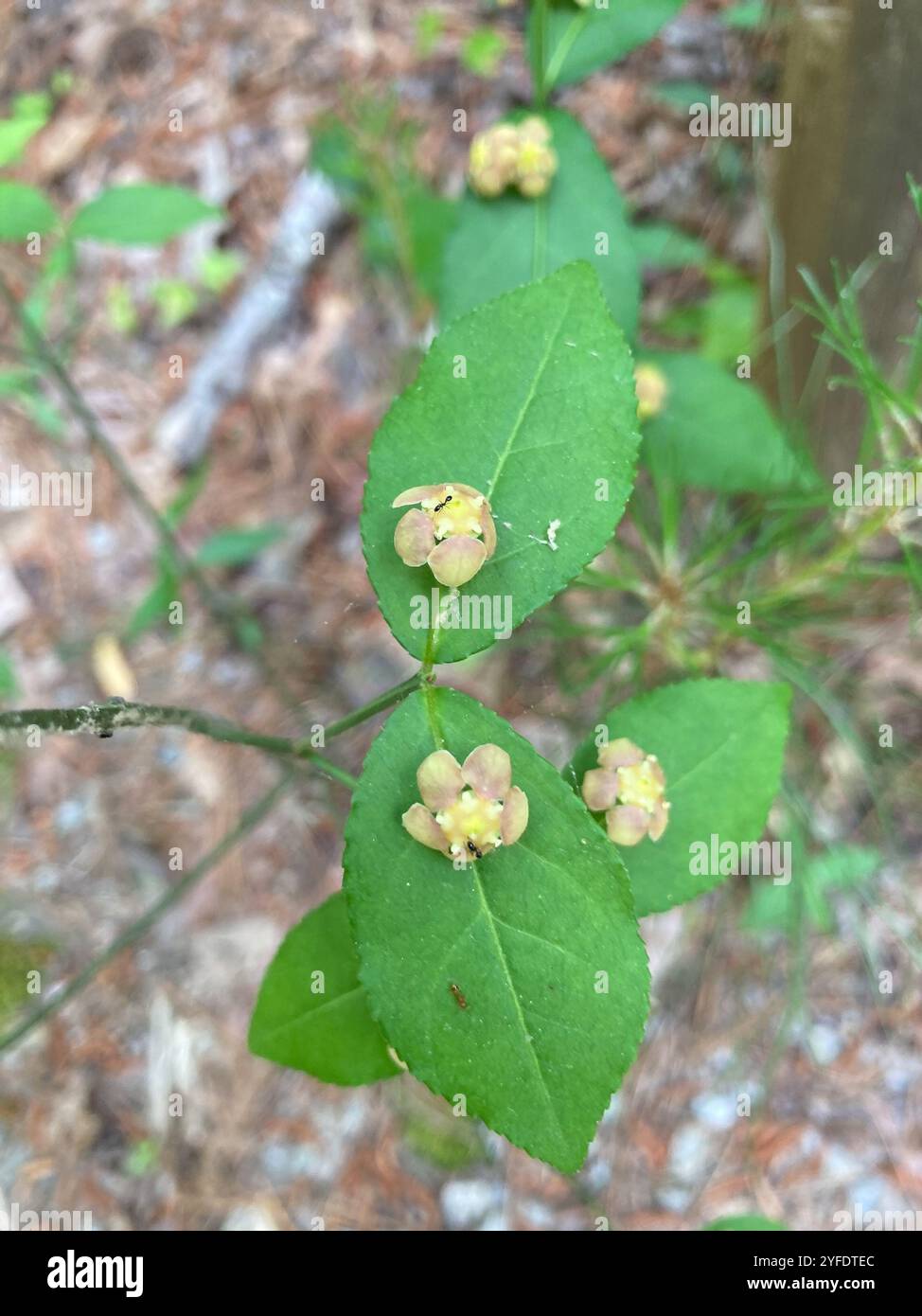 strawberry bush (Euonymus americanus Stock Photo - Alamy