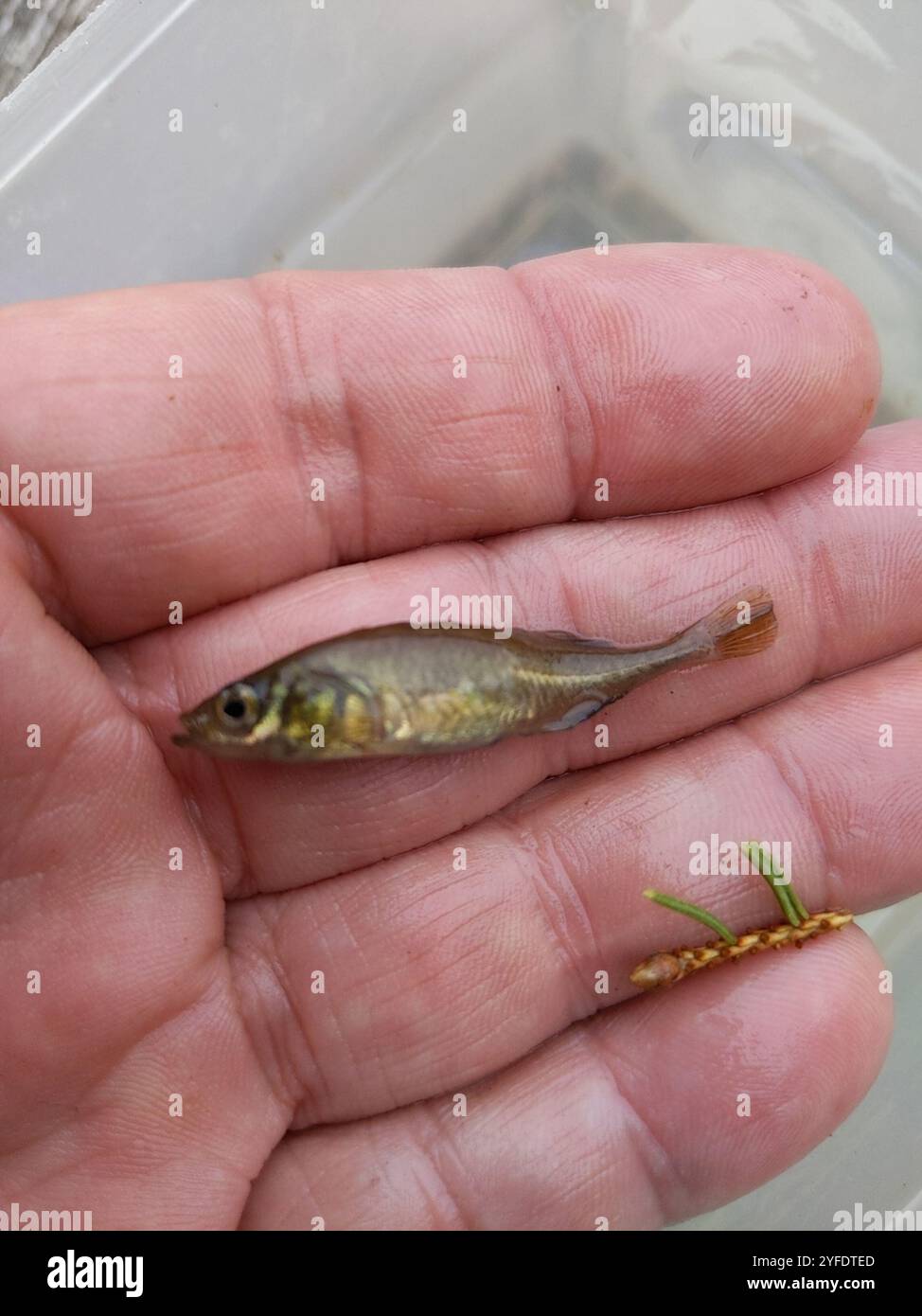 Brook Stickleback (Culaea inconstans Stock Photo - Alamy