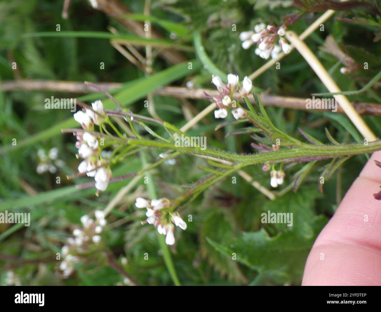wavy bittercress (Cardamine flexuosa Stock Photo - Alamy