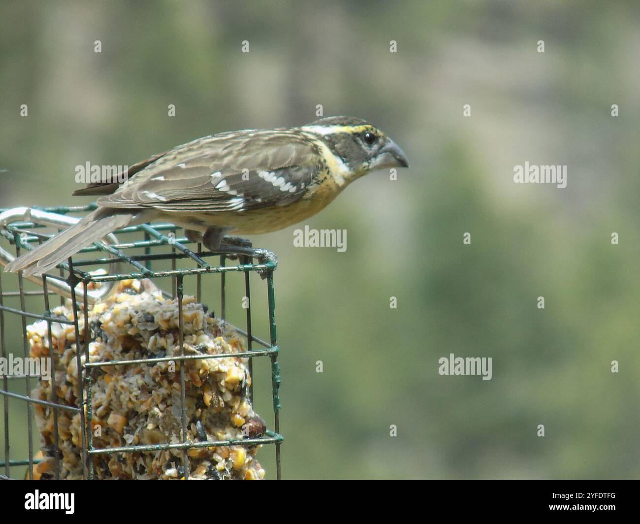 Black-headed Grosbeak (Pheucticus melanocephalus Stock Photo - Alamy