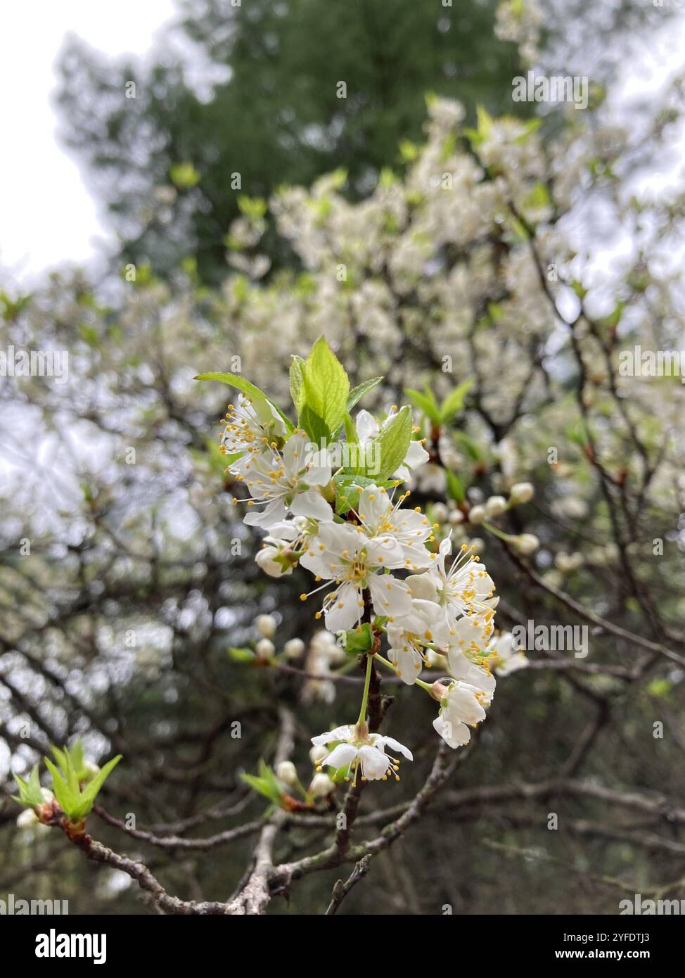 American plum (Prunus americana Stock Photo - Alamy
