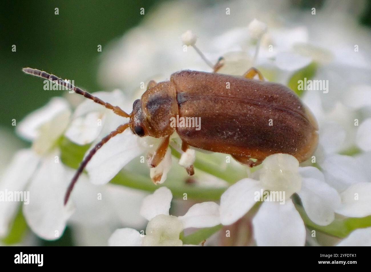 Galerucella hi-res stock photography and images - Alamy