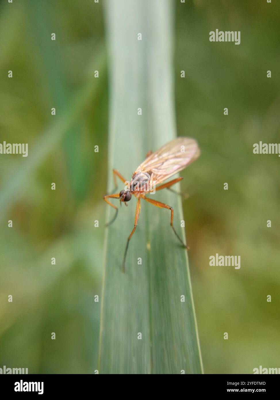 Dance Flies, Long-legged Flies, and Allies (Empidoidea Stock Photo - Alamy