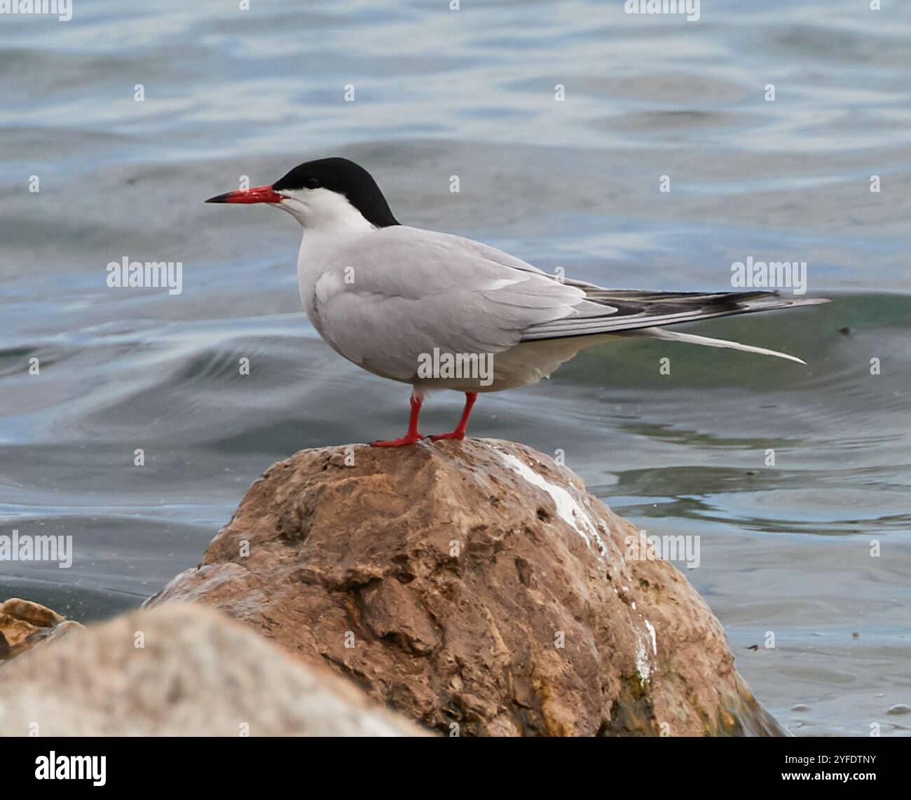 Common Tern (Sterna hirundo Stock Photo - Alamy